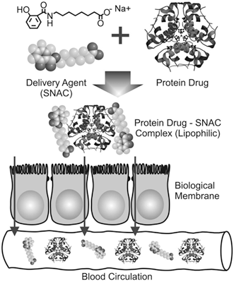 Eligen® Technology for Oral Delivery of Proteins and Peptides ...