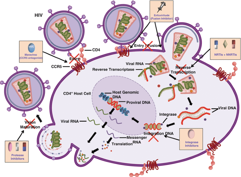 Human Immunodeficiency Viruses Types 1 and 2 | SpringerLink