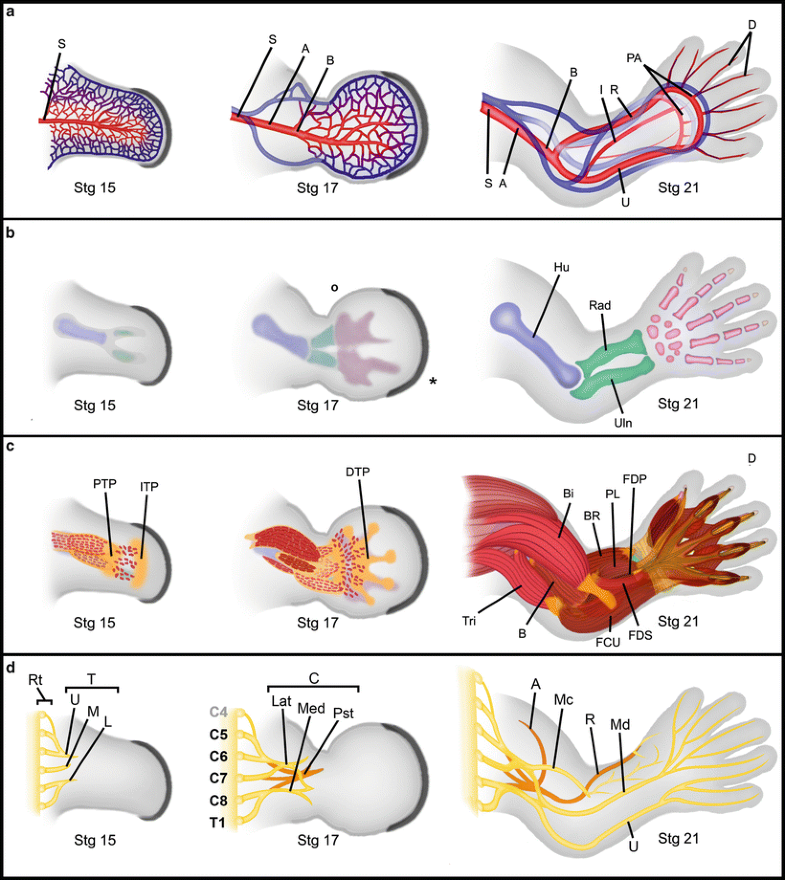 Embryology and Classification of Congenital Upper Limb Anomalies ...