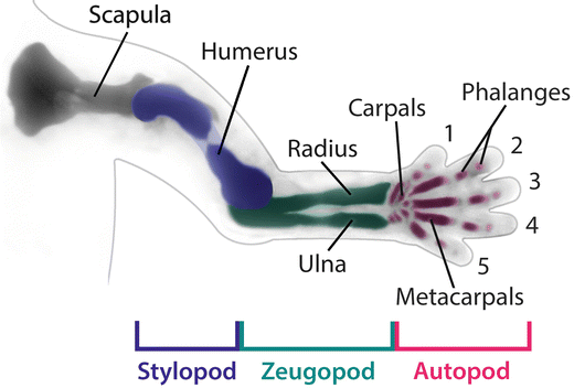 Embryology and Classification of Congenital Upper Limb Anomalies ...