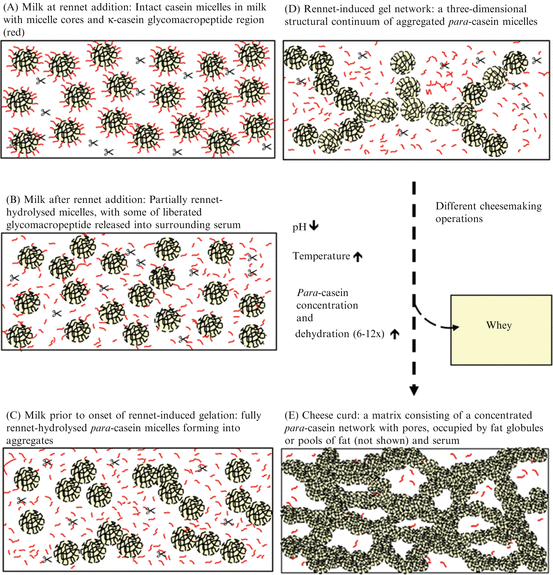 Enzymatic Coagulation of Milk | SpringerLink