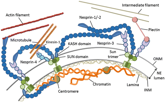 Nesprins in Cell Stability and Migration | SpringerLink