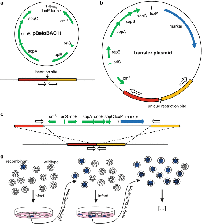 Construction and Characterization of Bacterial Artificial Chromosomes ...
