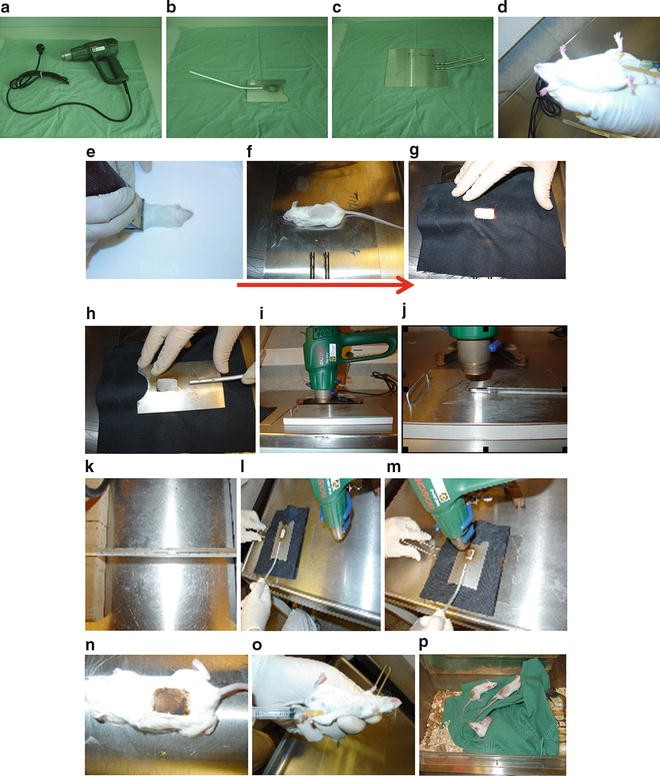 Burn Mouse Models | SpringerLink