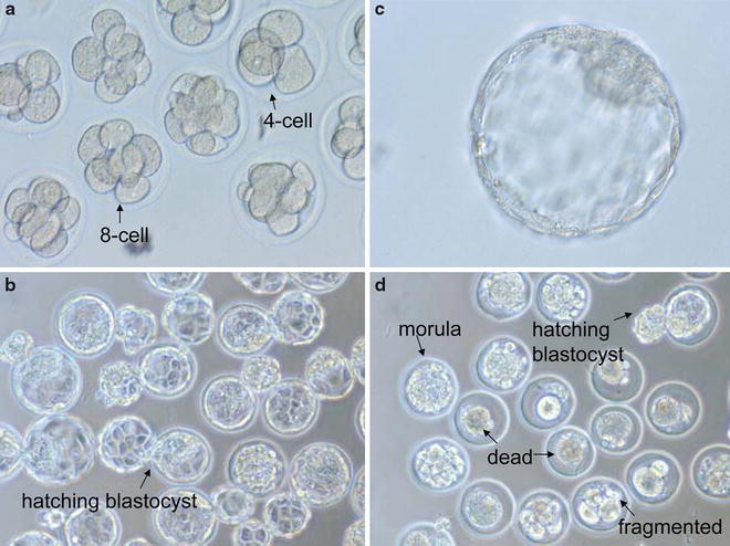 In Vitro Maturation and In Vitro Fertilization of Mouse Oocytes and ...
