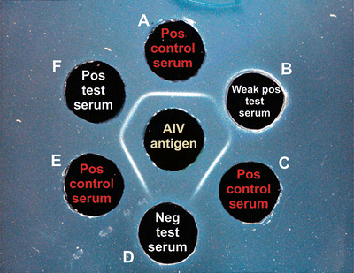 Agar Gel Immunodiffusion Assay to Detect Antibodies to Type A Influenza ...