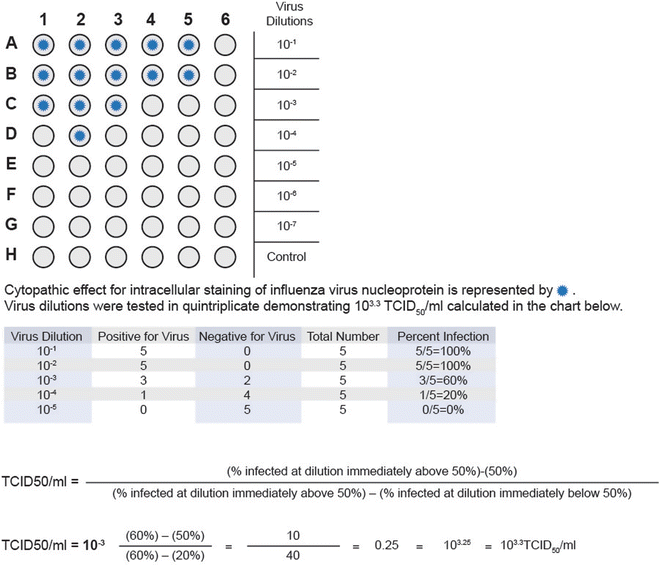 Serum Virus Neutralization Assay for Detection and Quantitation of ...