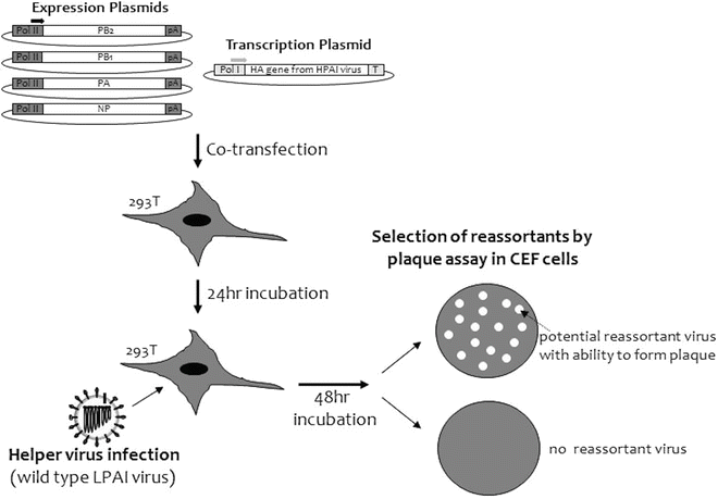 Reverse Genetics of Influenza Virus | SpringerLink