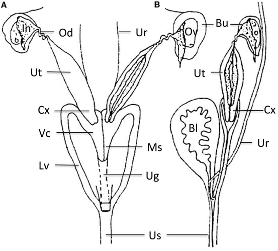 The Koala ( Phascolarctos cinereus): A Case Study in the Development of ...
