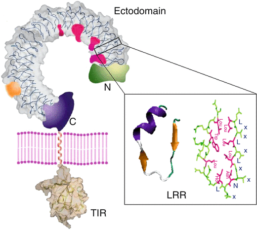 Structure Modeling of Toll-Like Receptors | SpringerLink