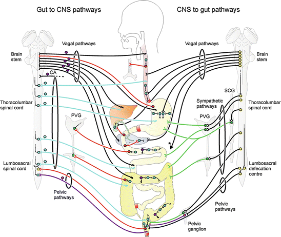 The Enteric Nervous System and Gastrointestinal Innervation: Integrated ...