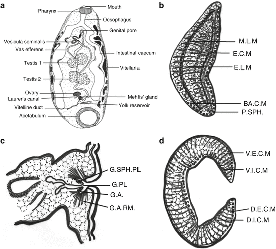 Amphistomes | SpringerLink