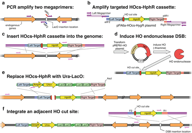 Using LacO Arrays to Monitor DNA Double-Strand Break Dynamics in Live ...