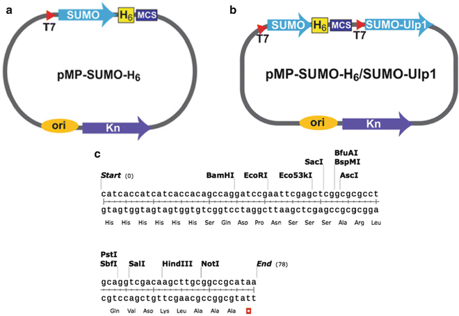 SUMO as a Solubility Tag and In Vivo Cleavage of SUMO Fusion Proteins ...