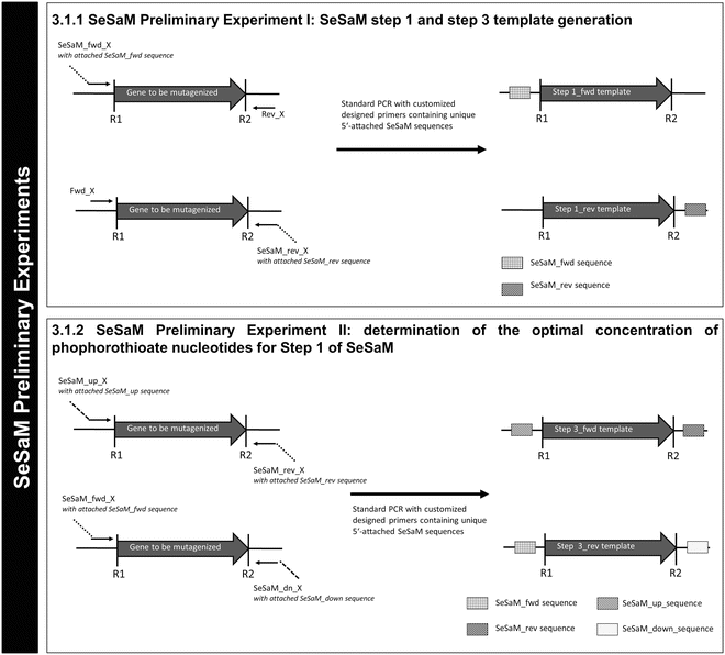 The Sequence Saturation Mutagenesis (SeSaM) Method | SpringerLink