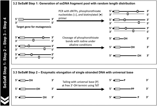 The Sequence Saturation Mutagenesis (SeSaM) Method | SpringerLink