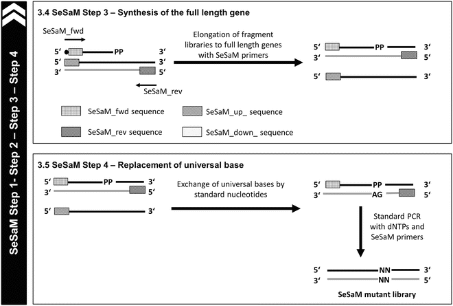 The Sequence Saturation Mutagenesis (SeSaM) Method | SpringerLink