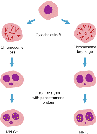 The In Vitro Micronucleus Assay and FISH Analysis | SpringerLink
