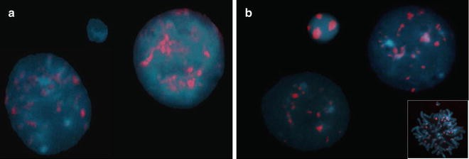 The In Vitro Micronucleus Assay and FISH Analysis | SpringerLink