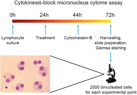 The In Vitro Micronucleus Assay and FISH Analysis | SpringerLink