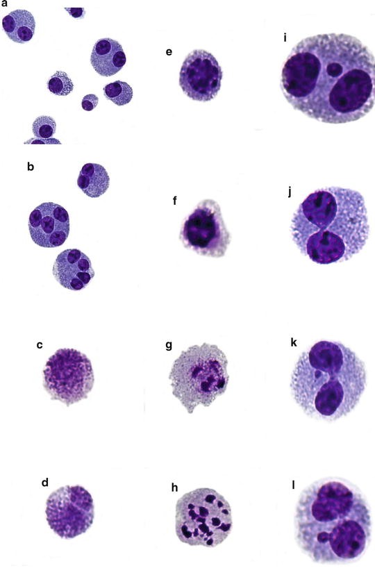 The In Vitro Micronucleus Assay and FISH Analysis | SpringerLink