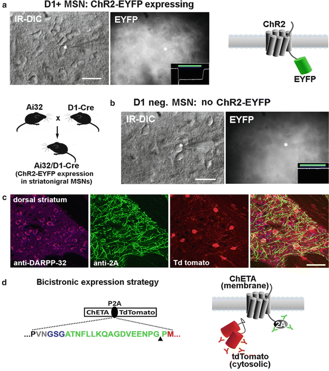 Acute Brain Slice Methods for Adult and Aging Animals: Application of ...