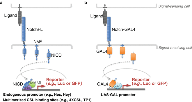 Monitoring Notch Activation in Cultured Mammalian Cells ...