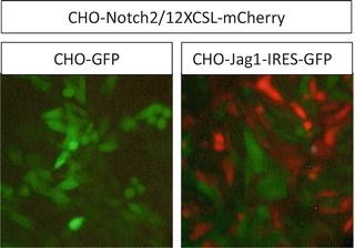 Monitoring Notch Activation in Cultured Mammalian Cells ...