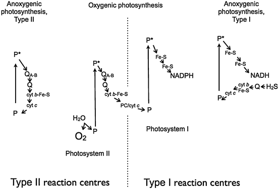 Origin of Oxygenic Photosynthesis from Anoxygenic Type I and Type II ...