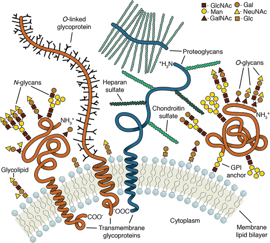 Introduction to the Complexity of Cell Surface and Tissue Matrix ...