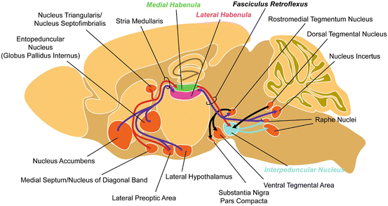 Nicotinic Acetylcholine Receptors Along the Habenulo-Interpeduncular ...
