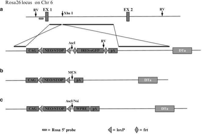 Generation of Mouse Lines Conditionally Over-expressing MicroRNA Using ...