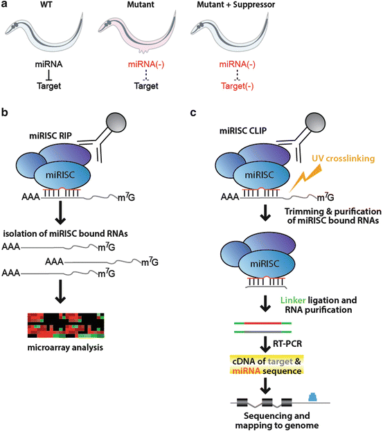 Identification of miRNAs and Their Targets in C. elegans | SpringerLink