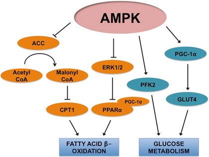 The Role of AMPK in the Control of Cardiac Hypertrophy | SpringerLink