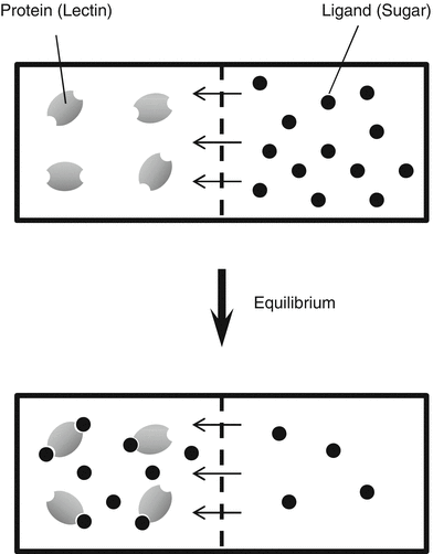 Equilibrium Dialysis Using Chromophoric Sugar Derivatives | SpringerLink