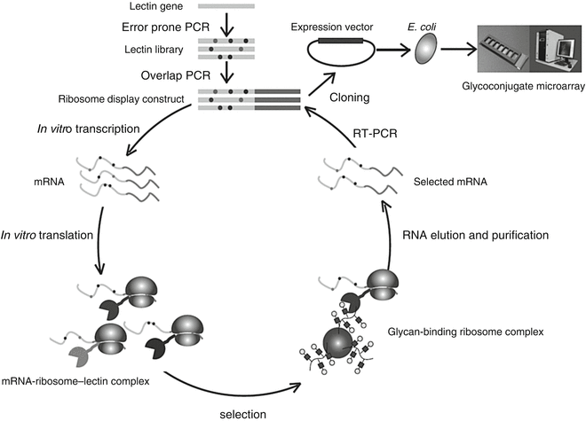Directed Evolution of Lectins by an Improved Error-Prone PCR and ...