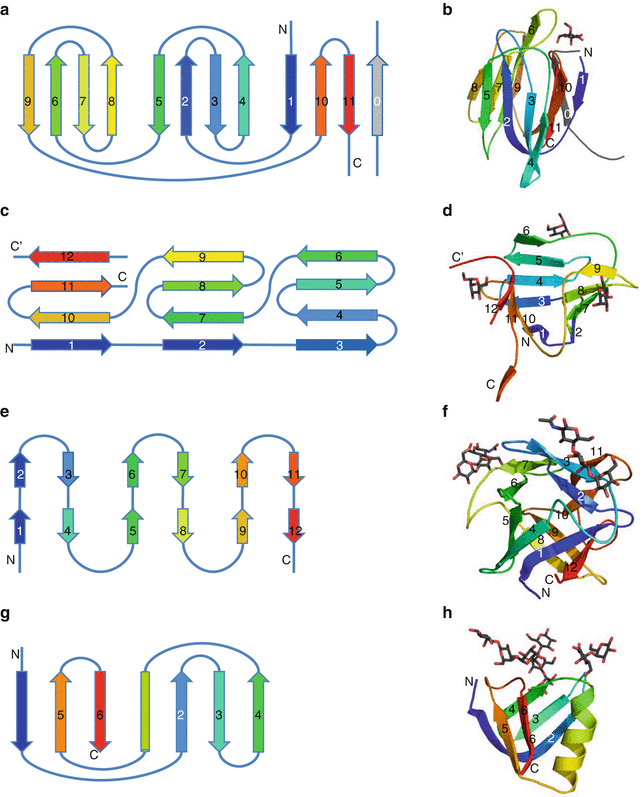 Lectin Structures: Classification Based on the 3-D Structures ...