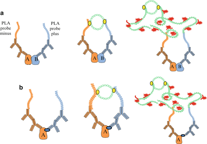 Proximity Ligation Assay to Detect and Localize the Interactions of ERα ...