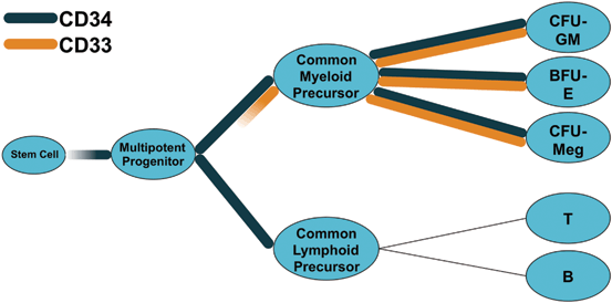 Antibody-Based Therapeutics Targeting CD33, CD45, and CD66 | SpringerLink