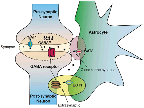 The Role of Peri-synaptic GABA Receptors After Stroke | SpringerLink