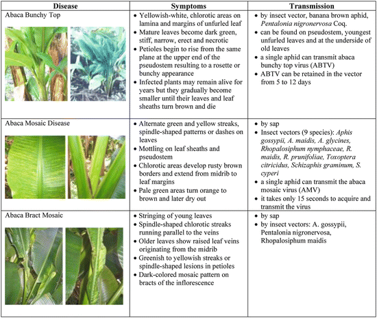 Abaca ( Musa textilis Nee) Breeding in the Philippines | SpringerLink