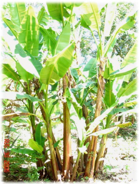 Abaca ( Musa textilis Nee) Breeding in the Philippines | SpringerLink