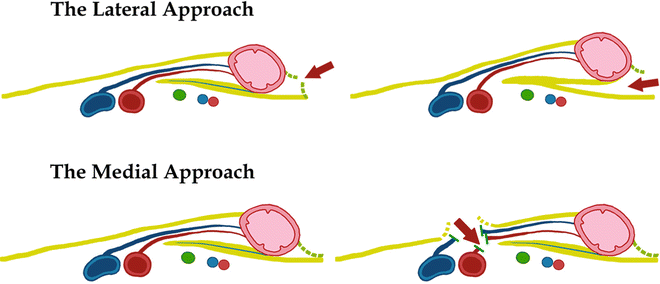 Surgical Anatomy | SpringerLink
