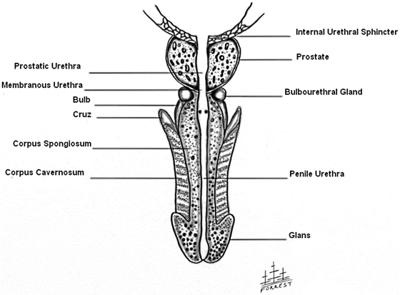 Essentials of the Human Prostate | SpringerLink