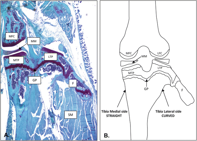Mouse Models of Osteoarthritis: Surgical Model of Posttraumatic ...
