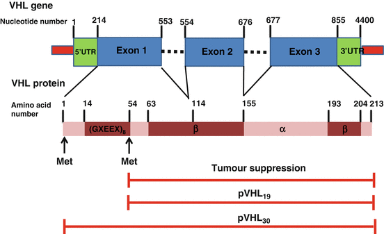 VHL and HIF in Clear Cell Renal Cell Carcinoma: Molecular Abnormalities ...