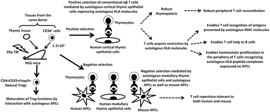 Thymic Education of Human T Cells and Regulatory T Cell Development in ...