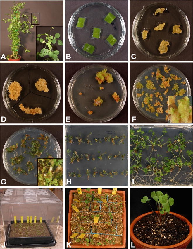 Medicago truncatula Transformation Using Leaf Explants | SpringerLink