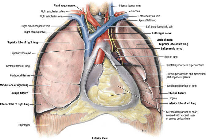 Thorax Injury Biomechanics | SpringerLink