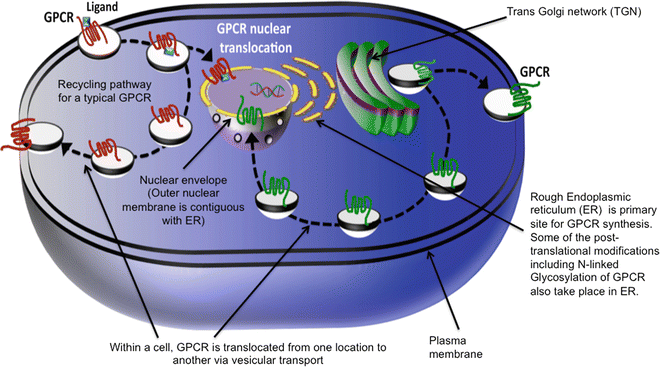 High Resolution Imaging and Function of Nuclear G Protein-Coupled ...
